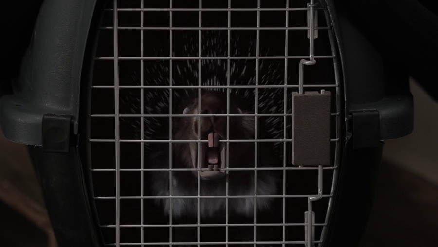 Zoombies 2 (2019) [REVIEW] | Aardvark Undead Attack – Wise Cafe ...