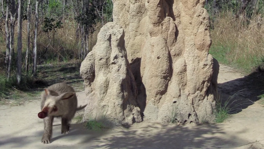 Zoombies 2 (2019) [REVIEW] | Aardvark Undead Attack – Wise Cafe ...
