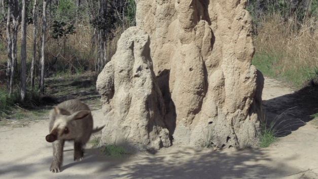 Zoombies 2 (2019) [REVIEW] | Aardvark Undead Attack – Wise Cafe ...