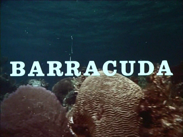 Barracuda (1978) [REVIEW] | Burn it to the wick – Wise Cafe (International)