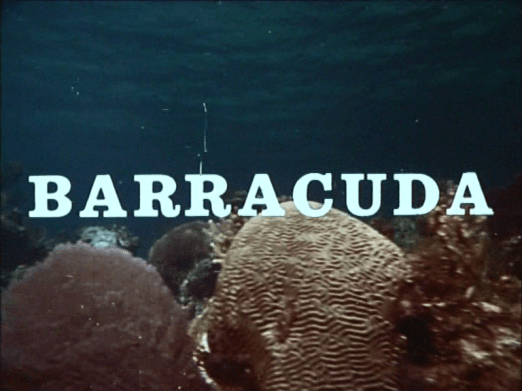 Barracuda (1978) [REVIEW] | Burn it to the wick – Wise Cafe (International)