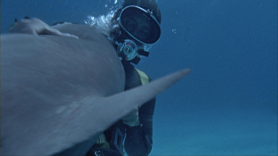 Shark! AKA Samuel Fuller’s Shark AKA 4 Bastardi Per Un Posto All ...